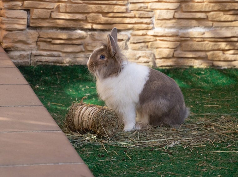 Are Rabbits Good Pets? Pros and Cons Explained | Hepper Pet Resources