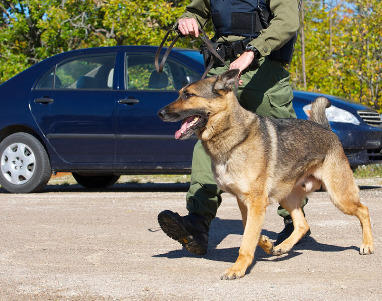 10 Jobs That Dogs Can Do: Canine Support Roles (With Pictures) | Hepper ...