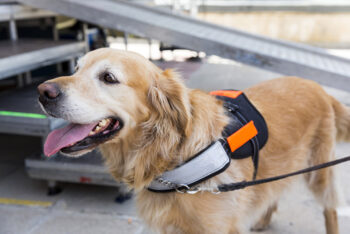 Service Dog Etiquette: 11 Crucial Rules & Best Practices | Hepper Pet ...