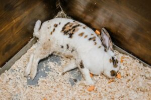 Why Is My Rabbit Shaking? 12 Vet-Approved Reasons & FAQs | Hepper Pet ...