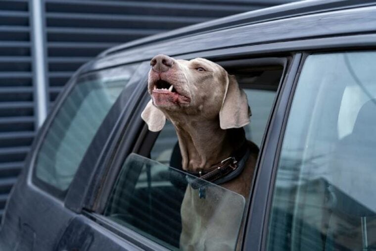 Why Do Dogs Like Car Rides? Canine Behaviour Explained (Vet-Verified ...