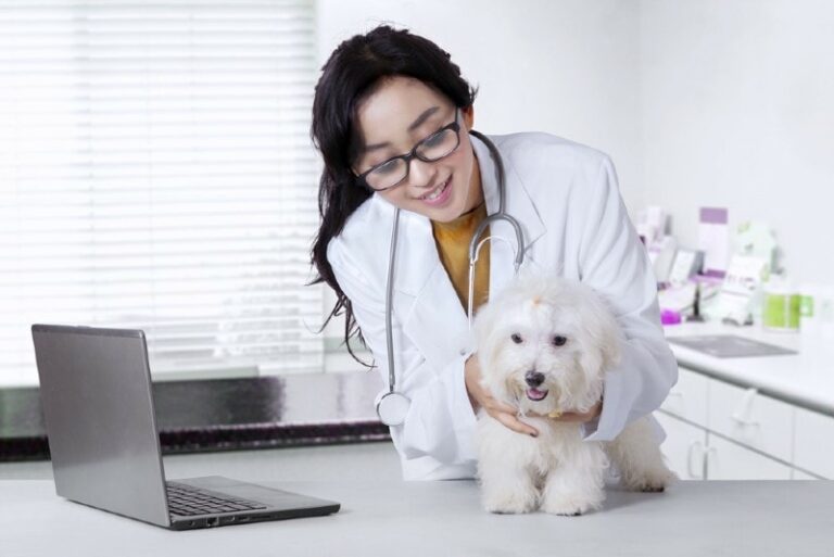 Laser Treatment for Dogs: Vet Explained Therapy, Pros, Cons & FAQ ...