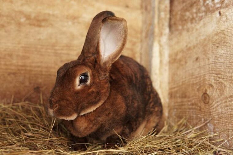 How to Introduce a Cat to a Rabbit: 6 Vet Approved Tips | Hepper Pet ...