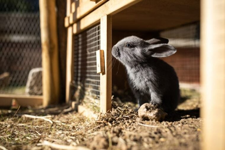 How to Set Up a Rabbits Cage: Expert Tips & Tricks | Hepper Pet Resources