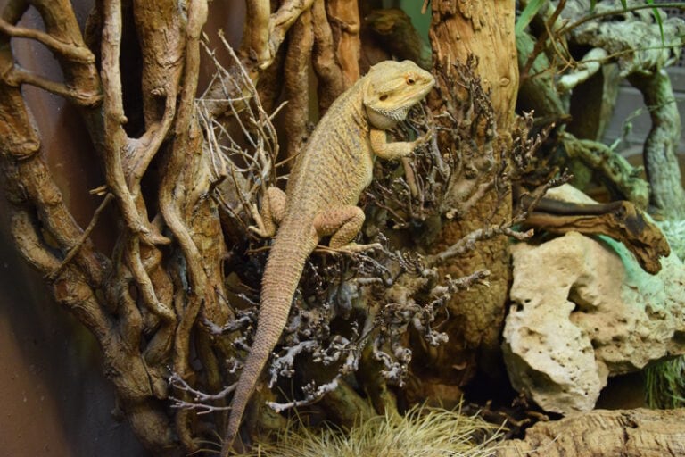 How Long Do Bearded Dragons Live? Vet Reviewed Lifespan, Data & Care ...