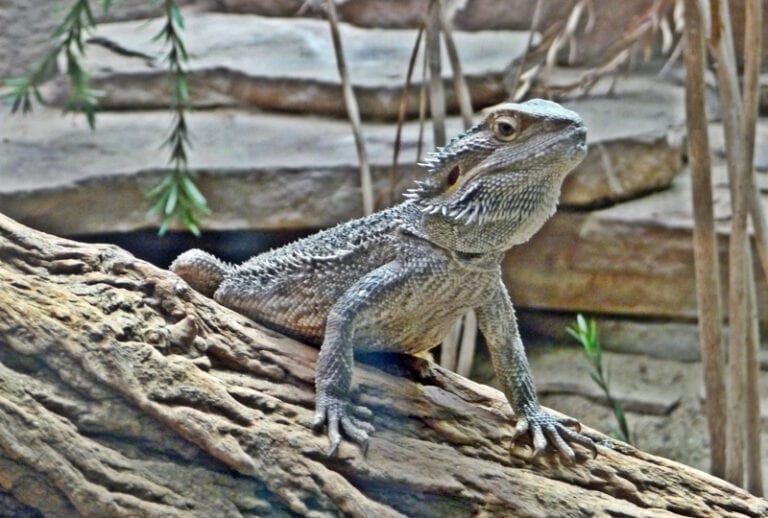 How Long Do Bearded Dragons Live? Vet Reviewed Lifespan, Data & Care ...