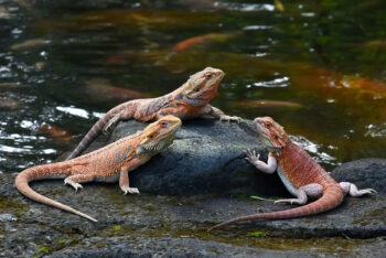8 Types of Bearded Dragons (With Info & Pictures) | Hepper Pet Resources