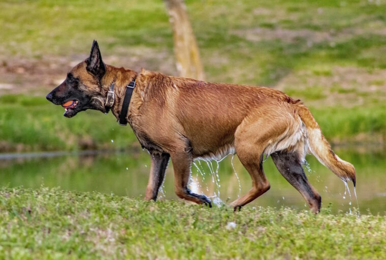 How Long Do Belgian Malinois Live? Average Lifespan, Data & Care ...