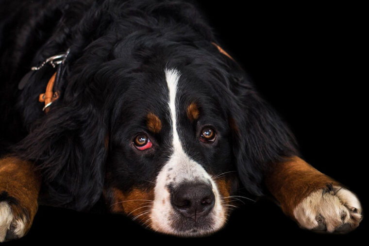 Why Are My Dog's Eyes Red & Bloodshot? Our Vet Discusses Causes ...