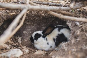 Why Is My Rabbit Shaking? 12 Vet-Approved Reasons & FAQs | Hepper Pet ...