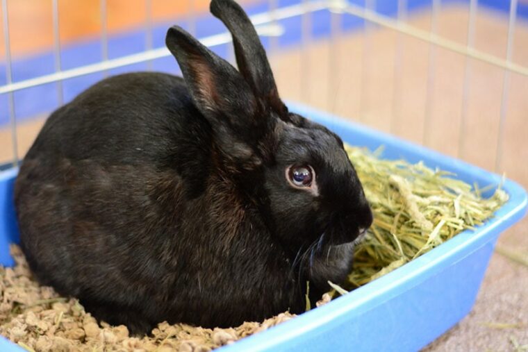 How Do Rabbits Sleep? Our Vet Explains | Hepper Pet Resources