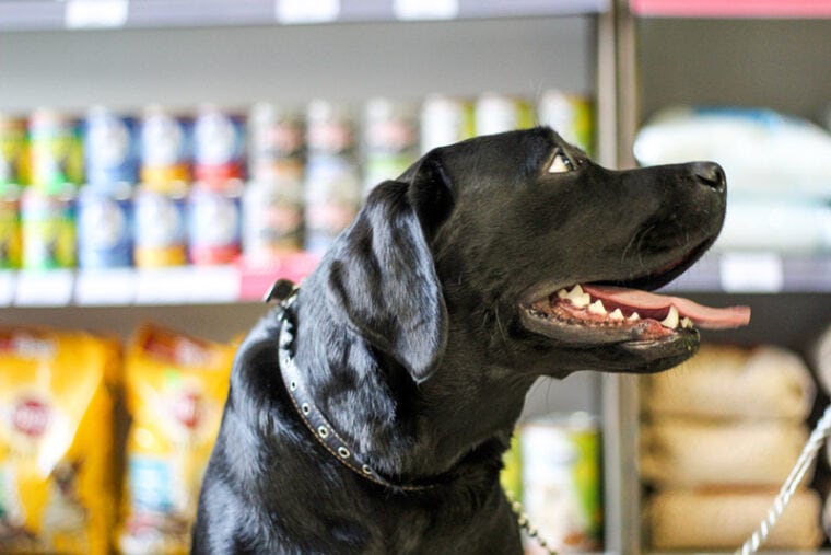 Does Petco Allow Dogs? All You Need To Know (2025 Update) | Hepper Pet Resources