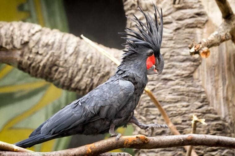 11 Most Expensive Birds Kept as Pets (2026 Price Updates) | Hepper Pet ...