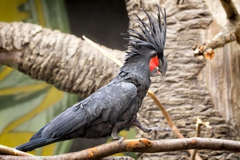 12 Rare & Exotic Pet Bird Species (With Info & Pictures) | Hepper Pet ...