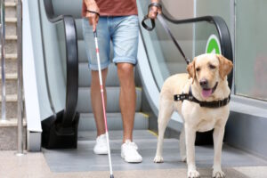 10 Guide Dog Breeds: Info, Pictures, Facts, & Traits | Hepper Pet Resources