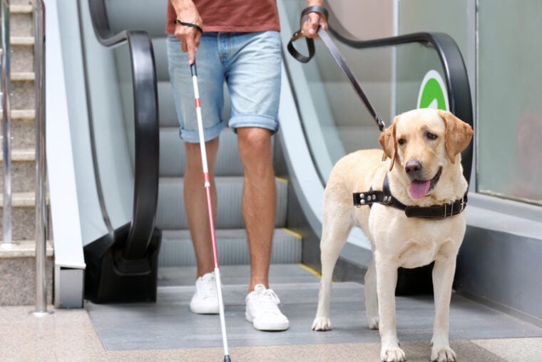 10 Best Mobility Service Dog Breeds (With Info & Pictures) | Hepper Pet ...