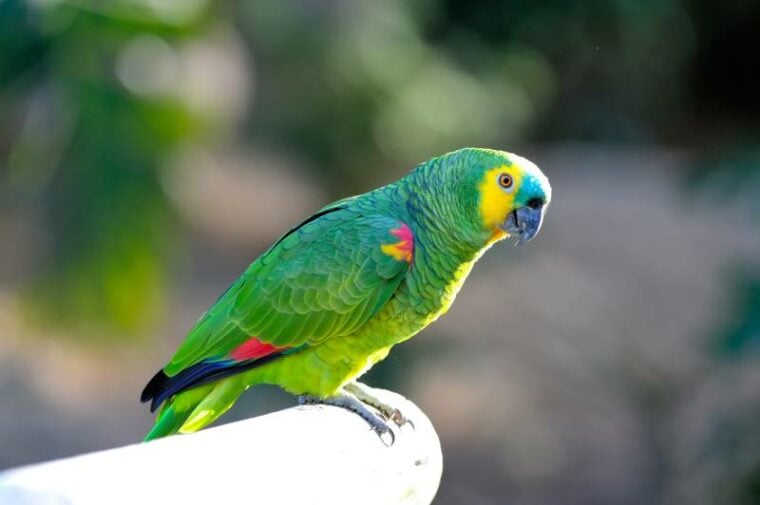 11 Most Expensive Birds Kept as Pets (2026 Price Updates) | Hepper Pet ...