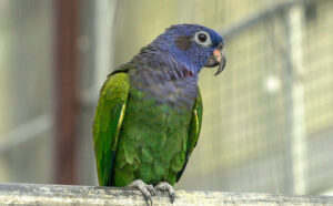 10 Blue Pet Birds & Parrot Species You Can Bring Home (With Info ...