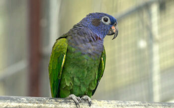 12 Small Parrot Breeds: Info, Pictures, Facts & History | Hepper Pet Resources