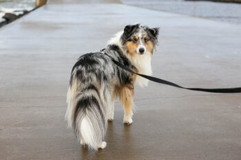 Blue Merle Shetland Sheepdog (Sheltie): Info, Pictures, Characteristics ...