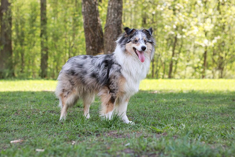 How Long Do Shetland Sheepdogs (Shelties) Live? Average Lifespan, Data ...