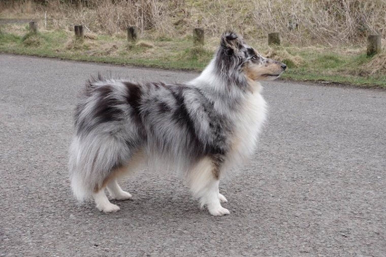 Blue Merle Shetland Sheepdog (Sheltie): Info, Pictures, Characteristics ...