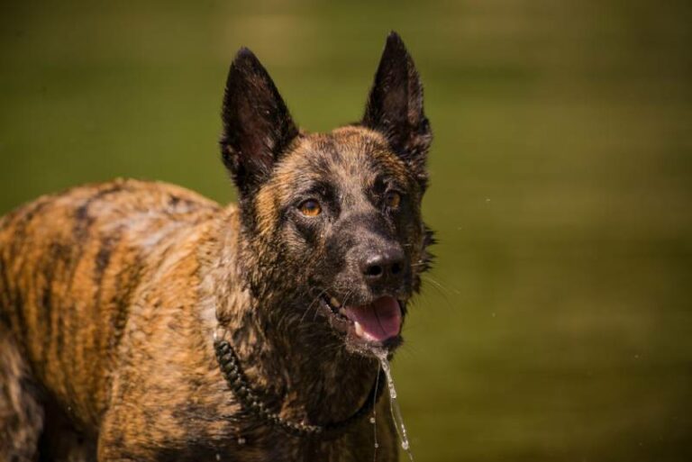 12 Belgian Malinois Colors & Patterns (With Pictures) | Hepper Pet ...