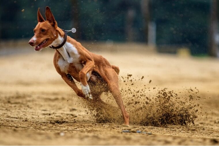 Is Greyhound Racing Legal? The Important Answer | Hepper Pet Resources
