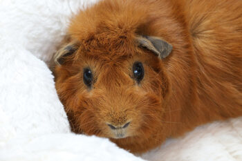 Do Guinea Pigs Make Good Pets? Vet-Verified Guide & Analysis | Hepper Pet Resources