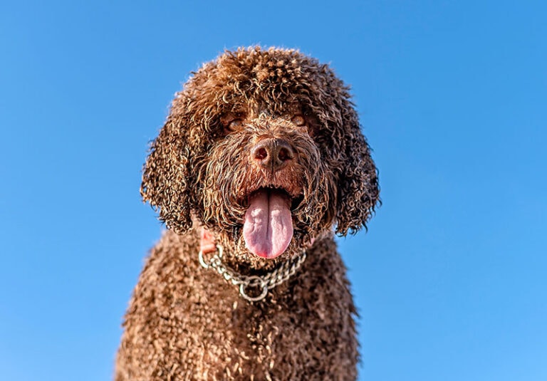 190 Nature Dog Names for Adventurous Outdoor Enthusiasts | Hepper Pet ...