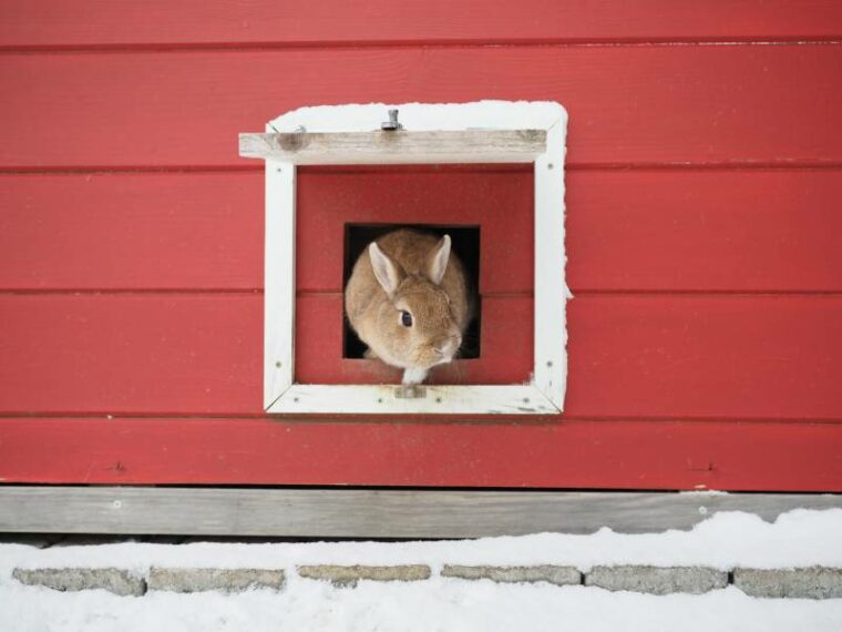 What Temperature Is Too Cold for Rabbits? 7 Vet Approved Tips | Hepper ...