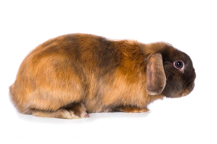 25 Types of Pet Rabbits (With Info & Pictures) | Hepper Pet Resources