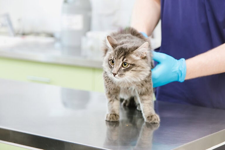 Understanding Your Cat’s Basic Needs: A Vet-Reviewed Guide | Hepper Pet ...