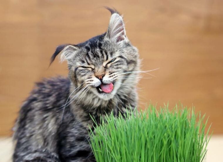 6 Types of Cat Grass: Benefits & How to Grow Them | Hepper Pet Resources