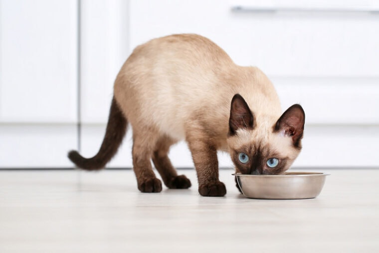 Intestinal Blockage in Cats: Vet-Reviewed Signs, Causes & Treatment ...