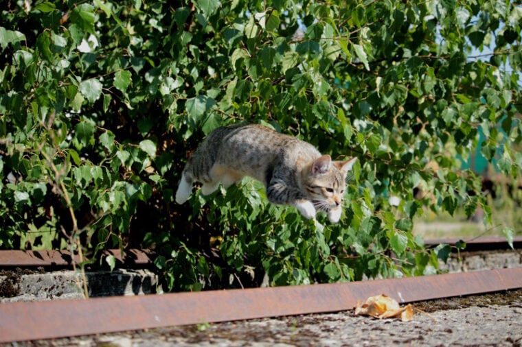 How Do Cats Jump So High? Exploring Their Physiology | Hepper Pet Resources