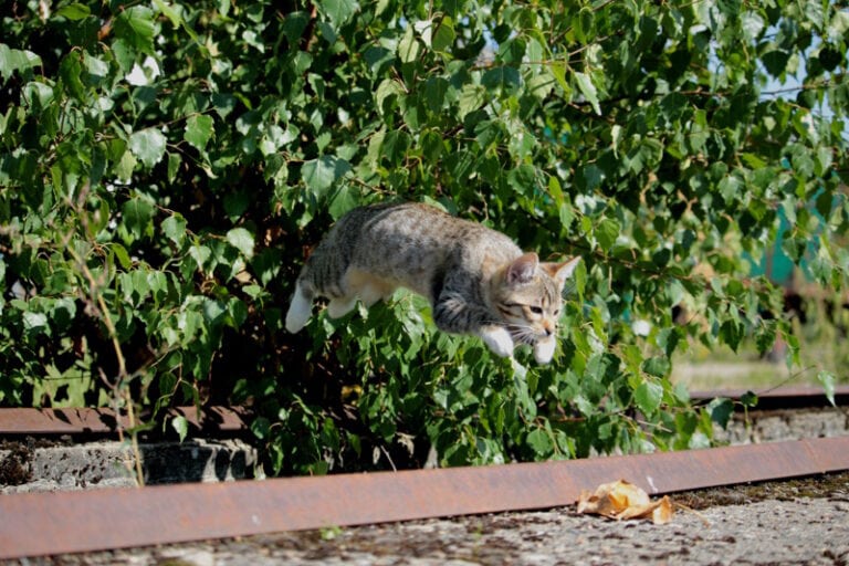 How Do Cats Jump So High? Exploring Their Physiology | Hepper Pet Resources