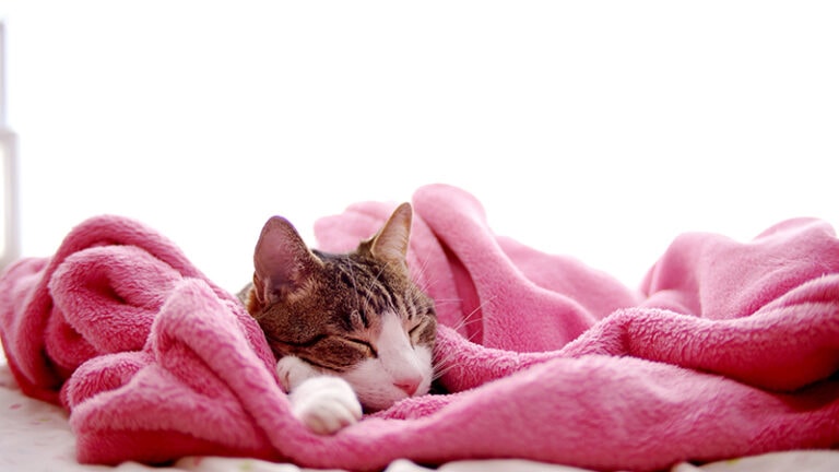 My Cat Died In My House: 6 Steps That You Need to Take Next | Hepper ...