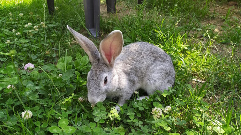 8 Fluffy Rabbit Breeds: Info, Pictures & Care Guide | Hepper Pet Resources