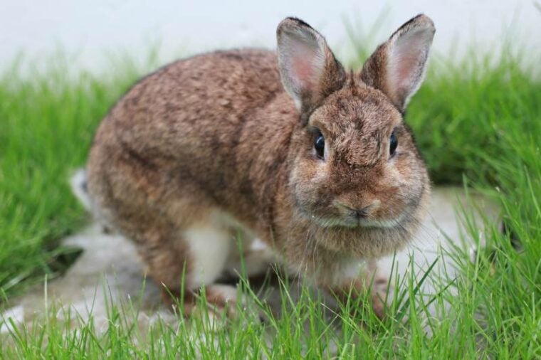 24 Small Rabbit Breeds (With Info & Pictures) | Hepper Pet Resources