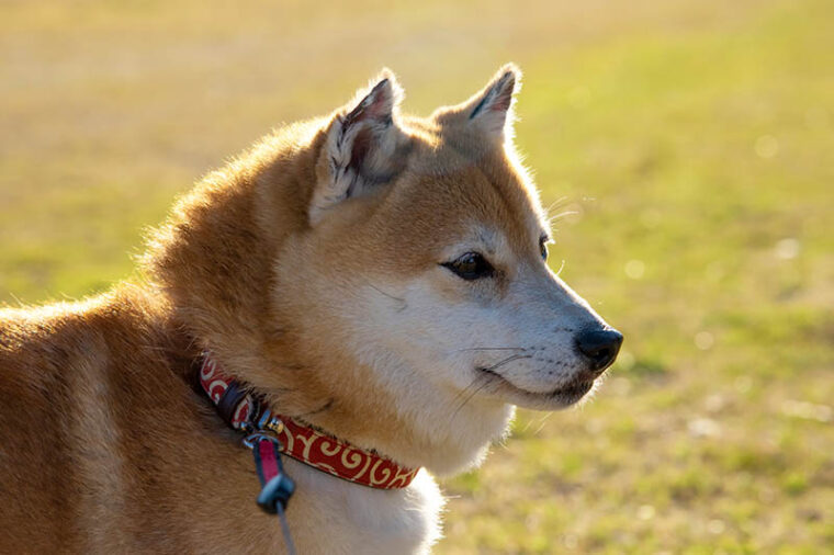 Mini (Mame) Shiba Inu: Pictures, Care Guide, Temperament & Traits ...