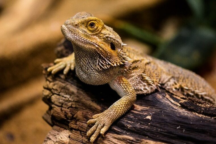 How to Bond With Your Bearded Dragon: 7 Simple Tips | Hepper Pet Resources