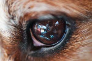 Why Can I See My Dog's Third Eyelid? Vet-Verified Facts and FAQs ...