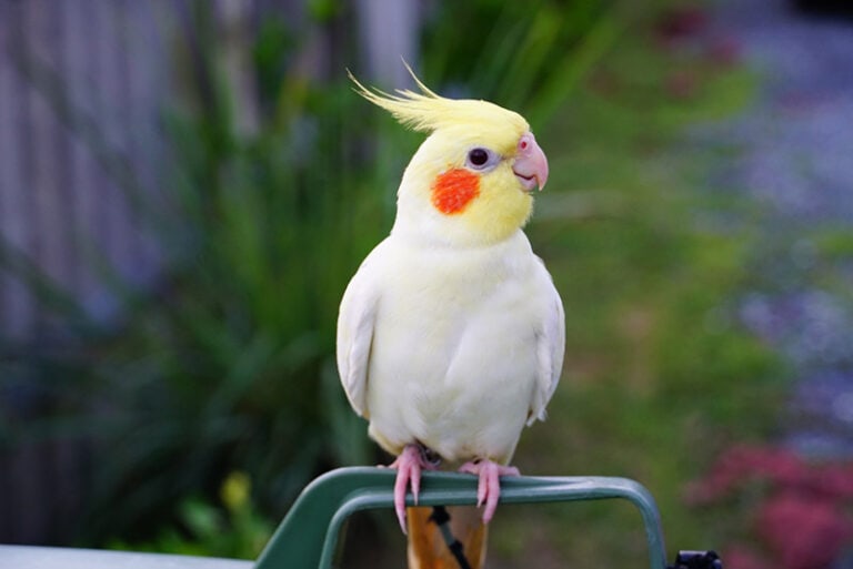 Lutino Cockatiel: Info, Pictures & History | Hepper Pet Resources