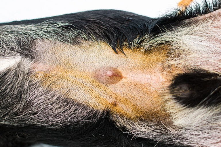Umbilical Hernia in Dogs: Signs, Causes & Treatment (Vet Answer ...