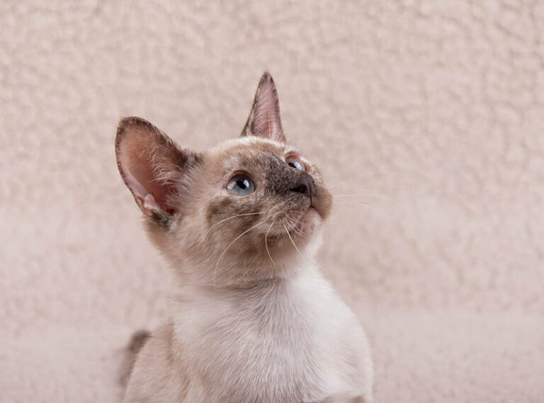 8 Cat Breeds With Pointy Ears: Info, Pictures & Facts | Hepper Pet ...