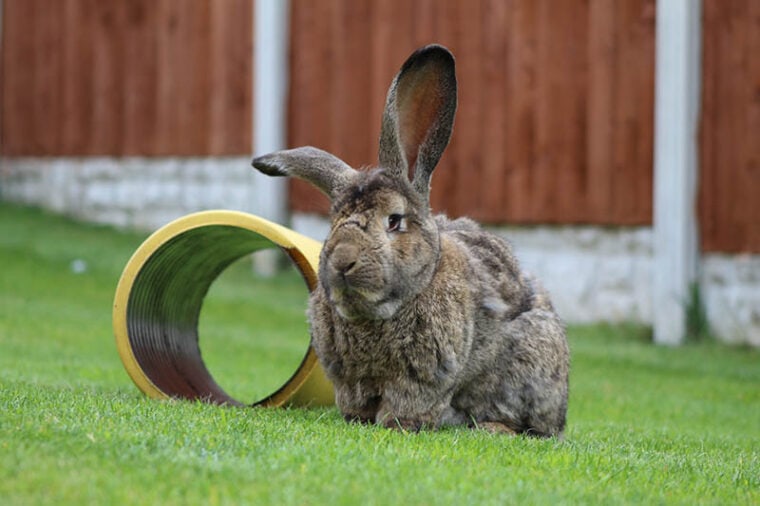 11 Large Rabbit Breeds (With Info & Pictures) | Hepper Pet Resources