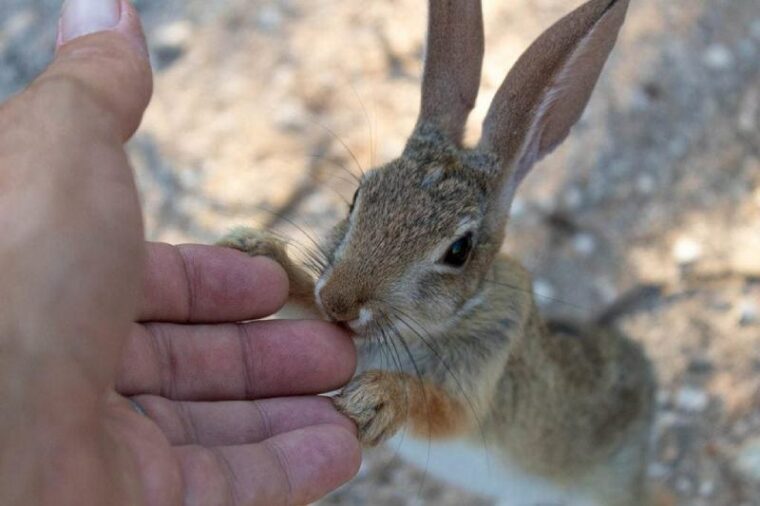 Do Pet Rabbits Bite? What to Watch Out For | Hepper Pet Resources