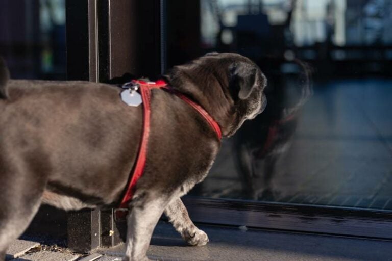 Does Bass Pro Shops Allow Dogs? 2026 Update & FAQ | Hepper Pet Resources