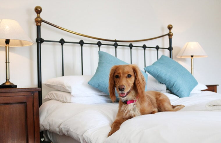 Does Motel 6 Allow Dogs? A Complete Guide (2026 Update) | Hepper Pet ...